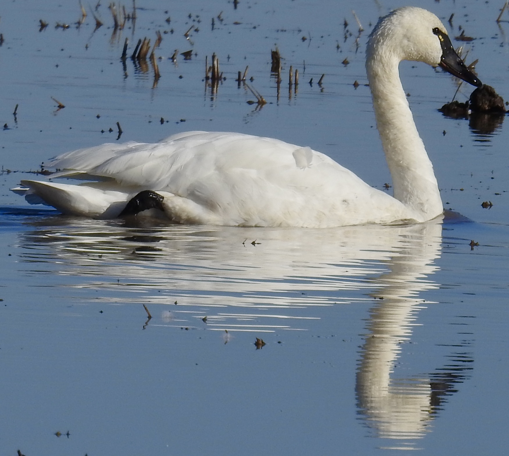 Swans – California Swan Festival